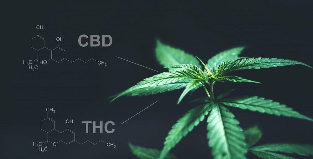 CBD vs THC: What You Need to Know - Texas Cannabis Clinic